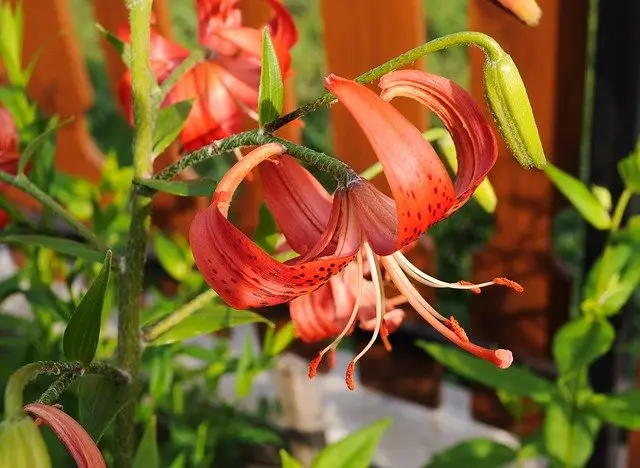 How To Protect Your Cat From Lily Toxicity - Essex Middle River ...
